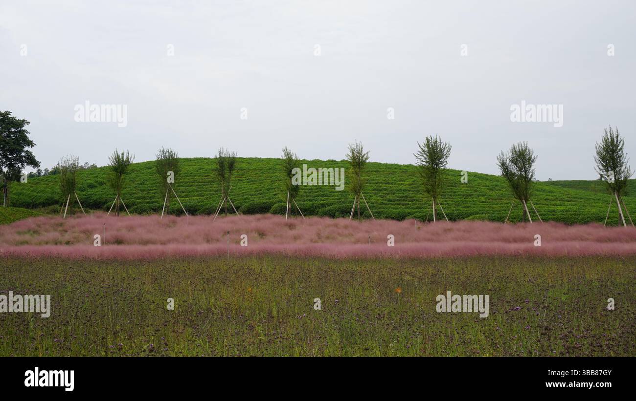 Jufeng Mountain and Tea Gardens in Jinhua: A Harmony of Peaks and Green ...