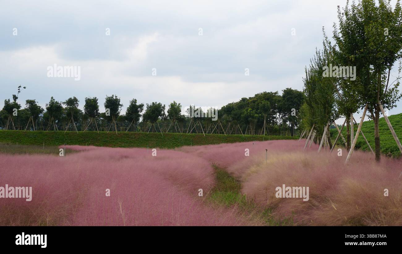 Jufeng Mountain and Tea Gardens in Jinhua: A Harmony of Peaks and Green ...