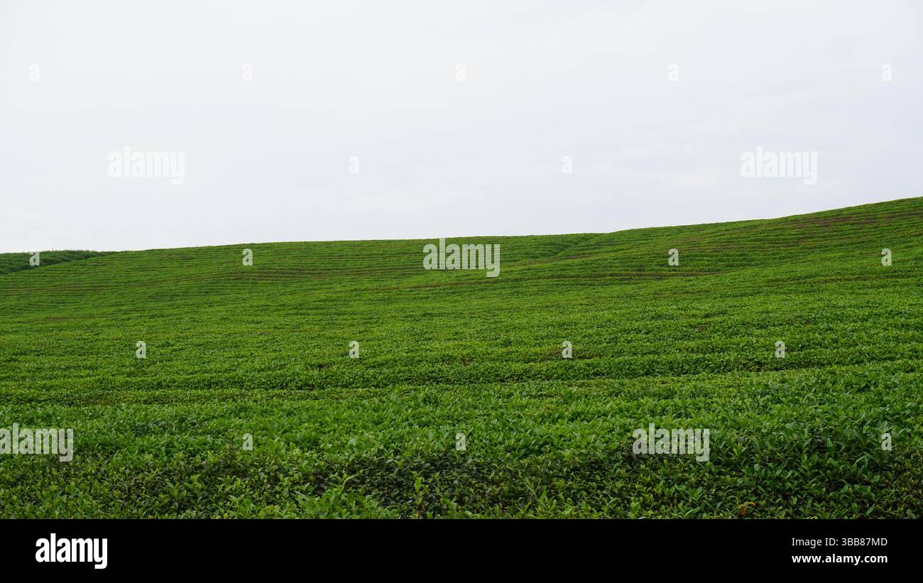Jufeng Mountain and Tea Gardens in Jinhua: A Harmony of Peaks and Green ...