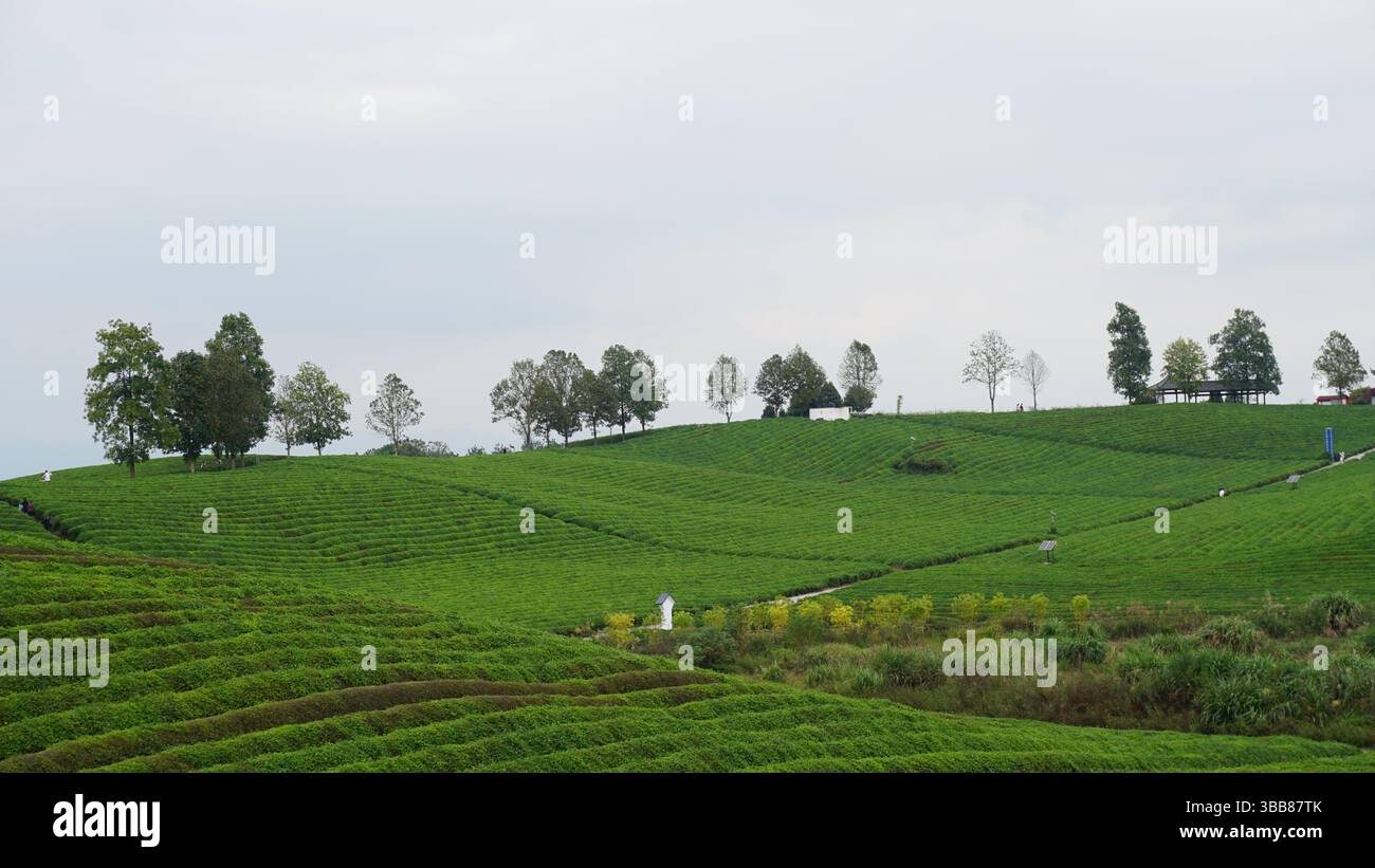 Jufeng Mountain and Tea Gardens in Jinhua: A Harmony of Peaks and Green ...