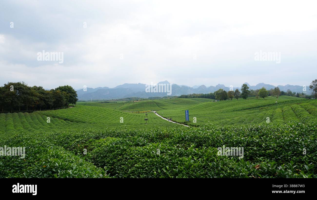 Jufeng Mountain and Tea Gardens in Jinhua: A Harmony of Peaks and Green ...