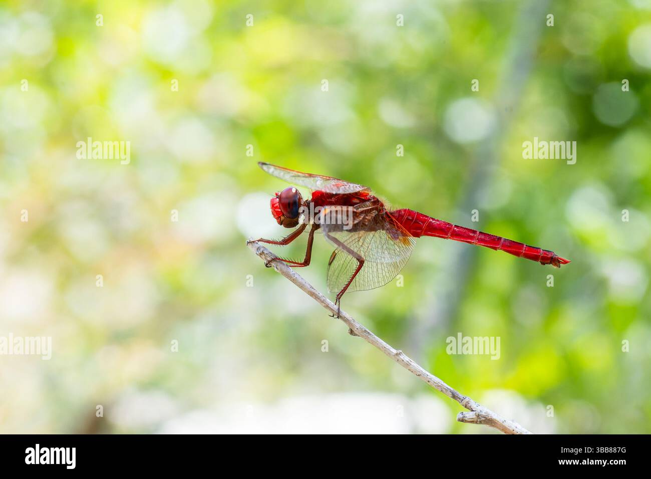 Scarlet dragonfly (Crocothemis erythraea) male perched on twig, bright ...