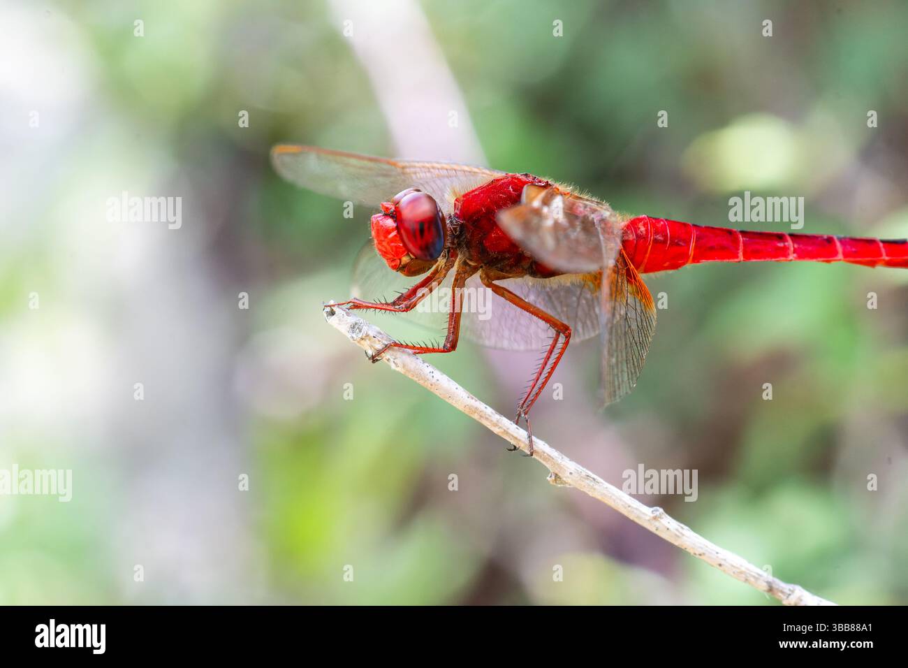 Scarlet dragonfly (Crocothemis erythraea) male perched on twig, bright ...