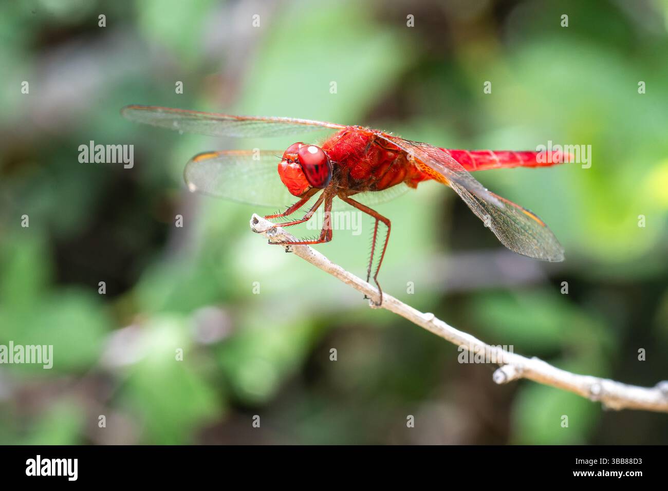 Scarlet dragonfly (Crocothemis erythraea) male perched on twig, bright ...