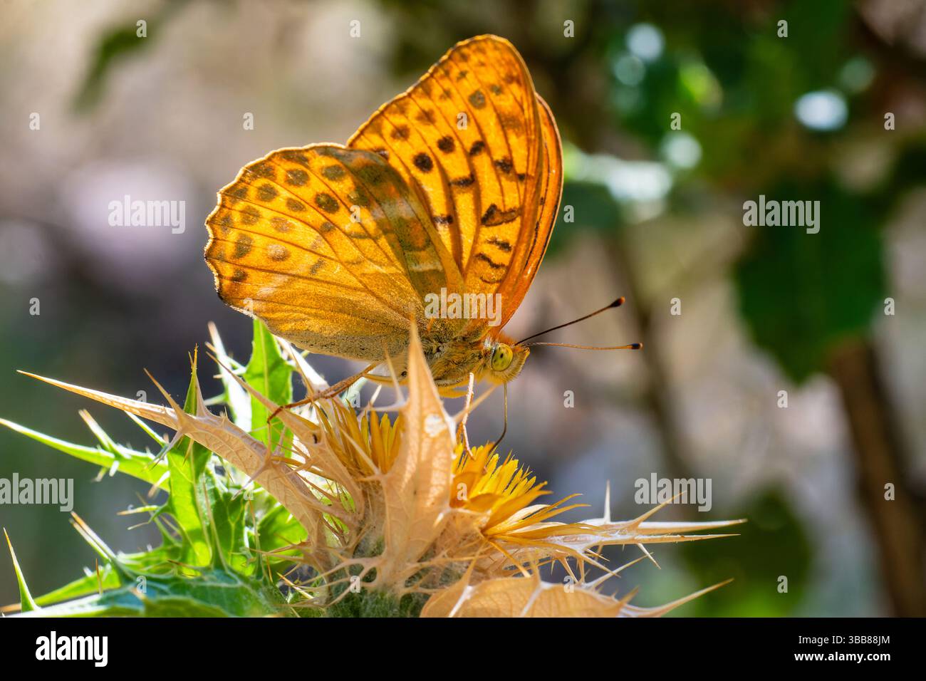 Silver-washed fritillary (Argynnis paphia) on thistle flower, butterfly ...