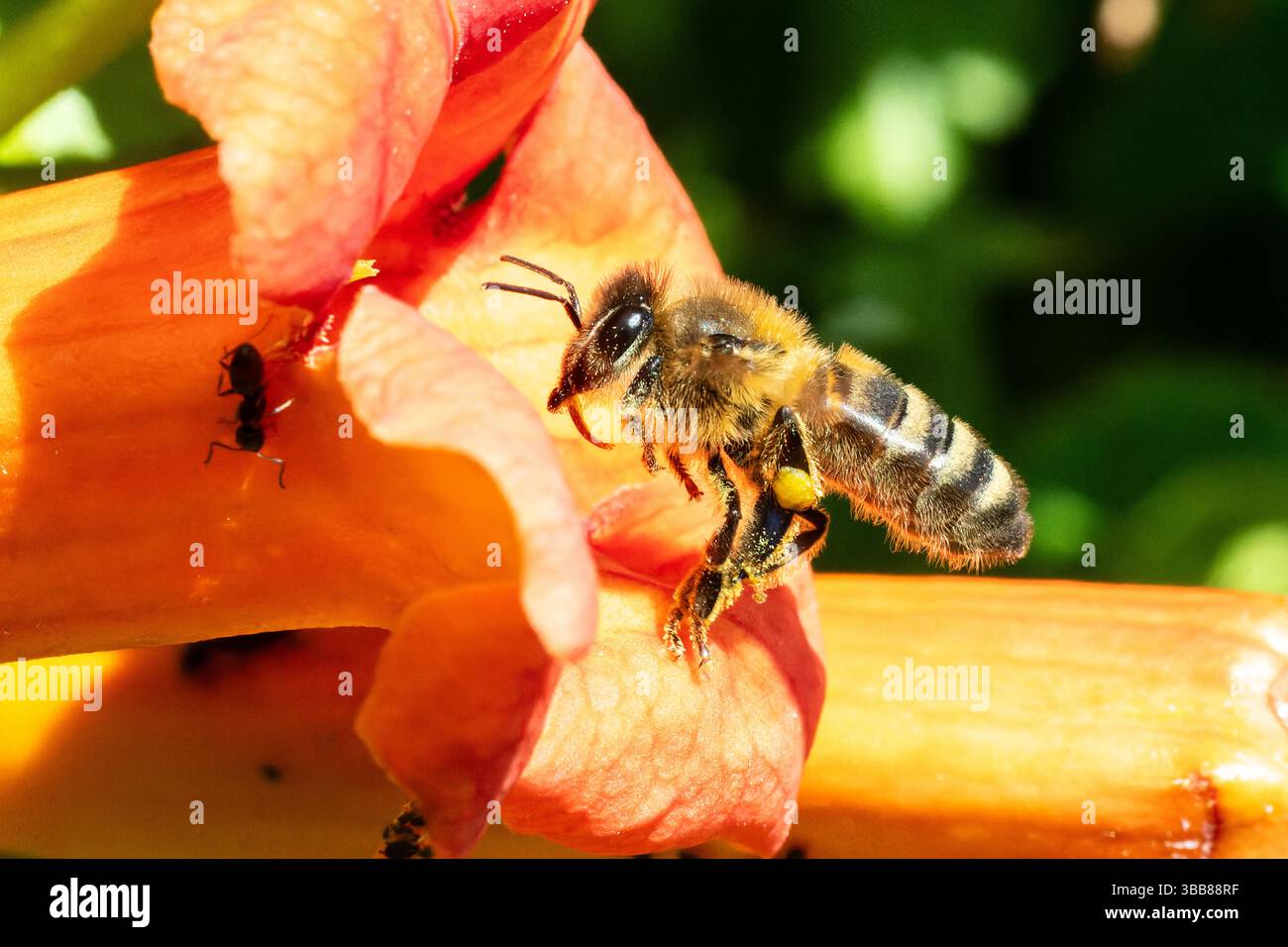 Western honeybee (Apis mellifera) in flight with pollen basket full ...