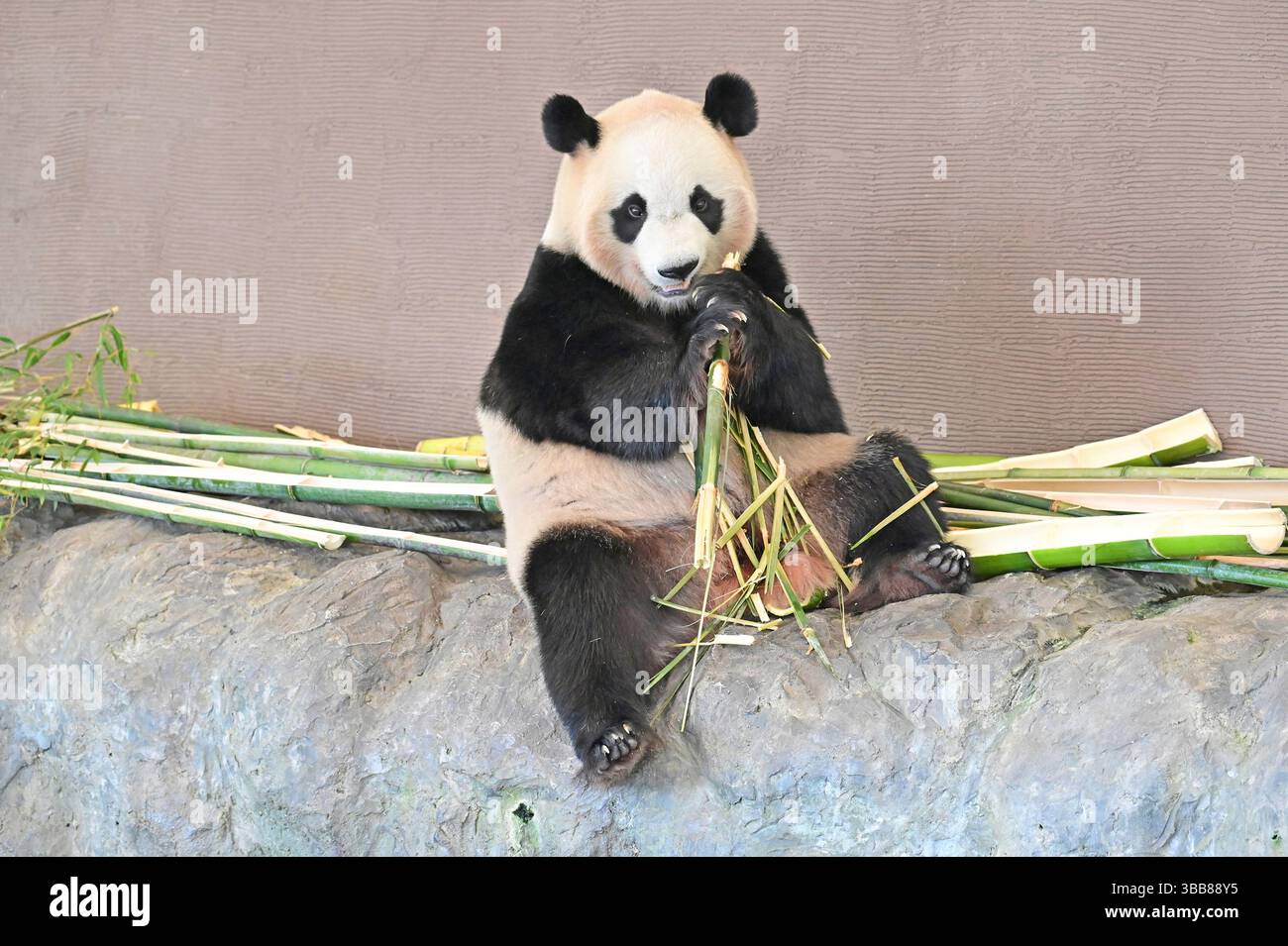 A female Giant Panda named Fuhin is seen at Shirahama Adventure World ...