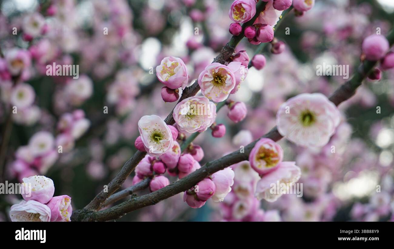 Everyday Life in a Water Town of Jiangnan, Zhejiang, China Stock Photo ...