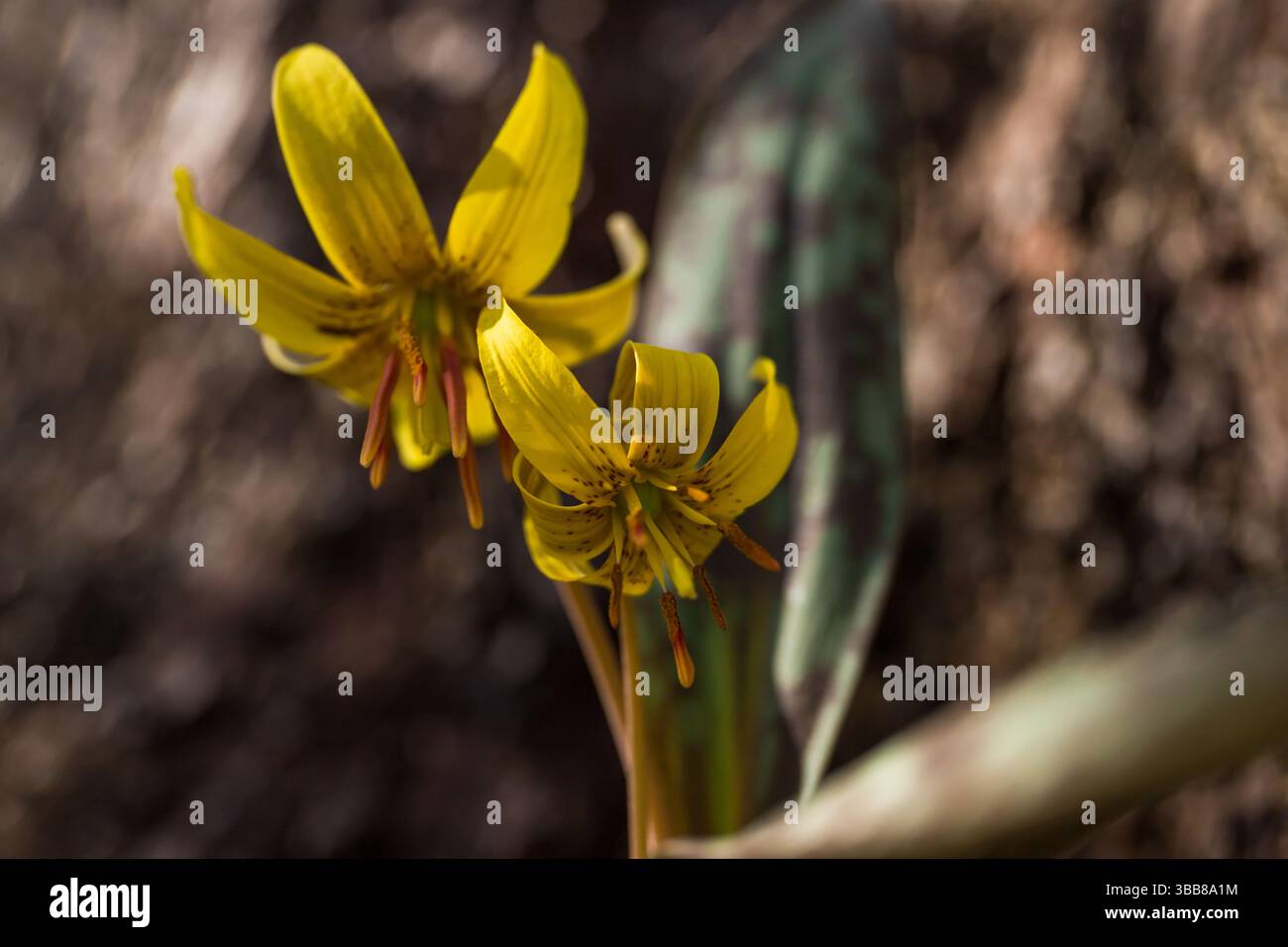 Erythronium densiflorum hi-res stock photography and images - Alamy