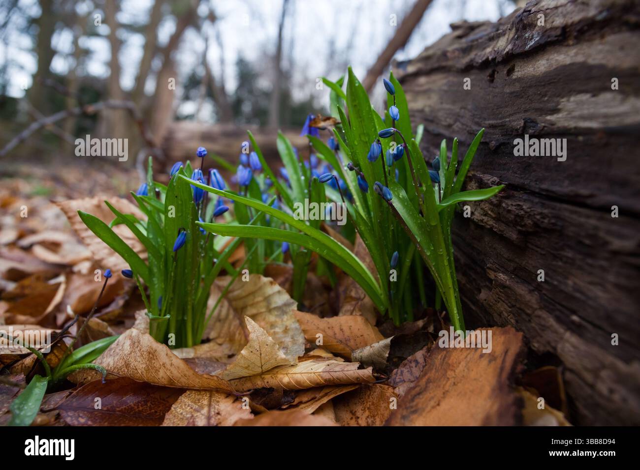 Siberian scilla flower in sun day, growing in the forest at early ...