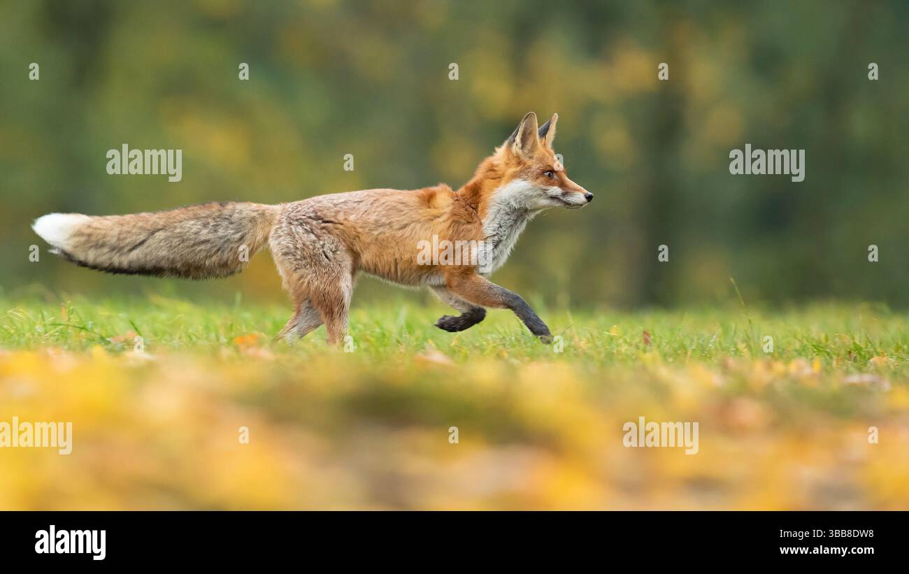 The red fox (Vulpes vulpes) is the largest of the true foxes and one of ...