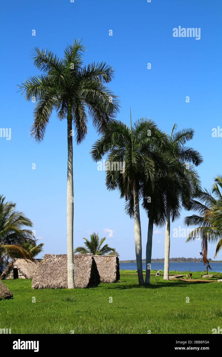 Palm trees in the National Park of the Peninsula de Zapata, Laguna del ...