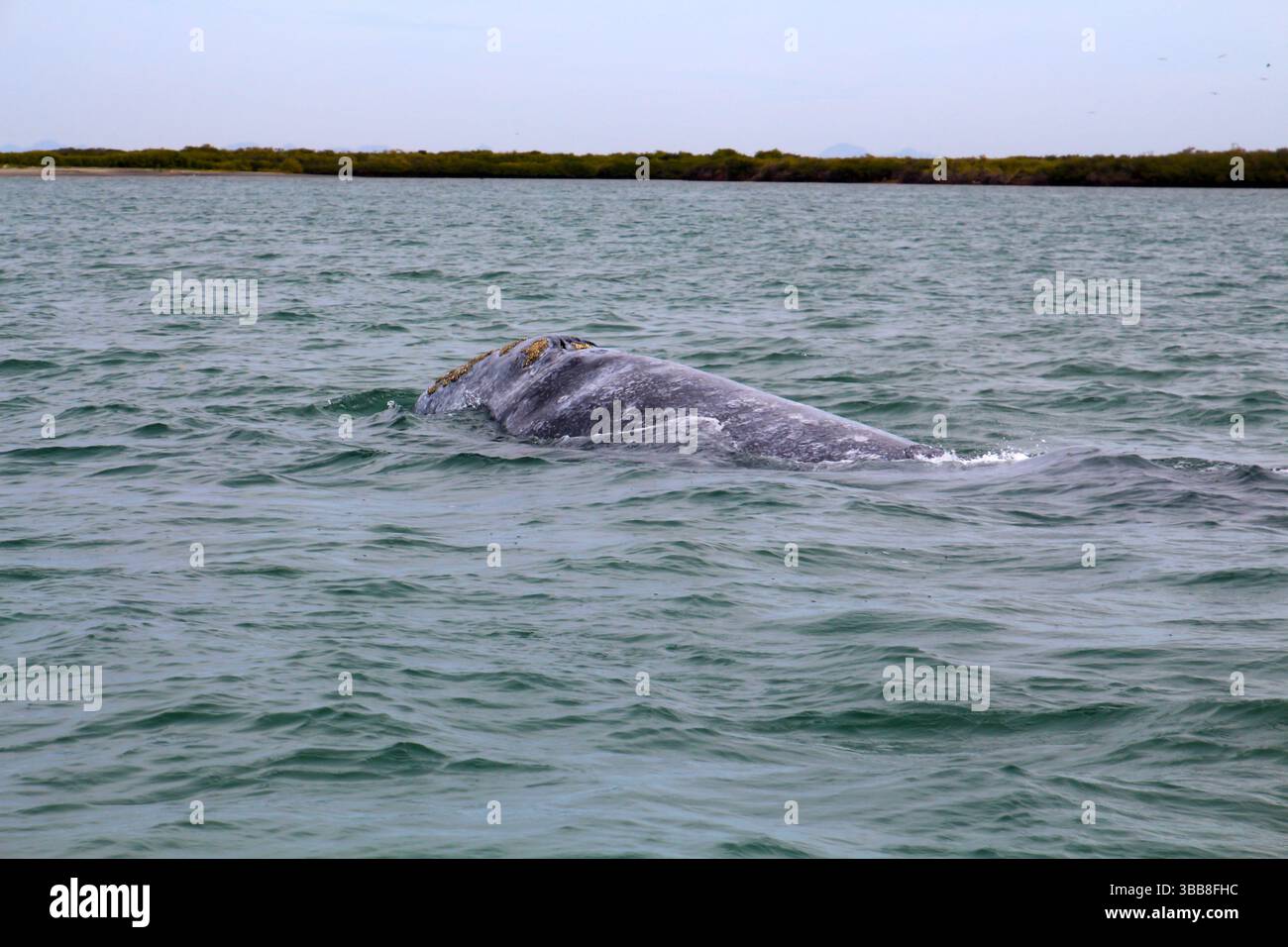 Gray whale in the Bahia Magdalena, Puerto Adolfo Lopez Mateos, Mexico ...