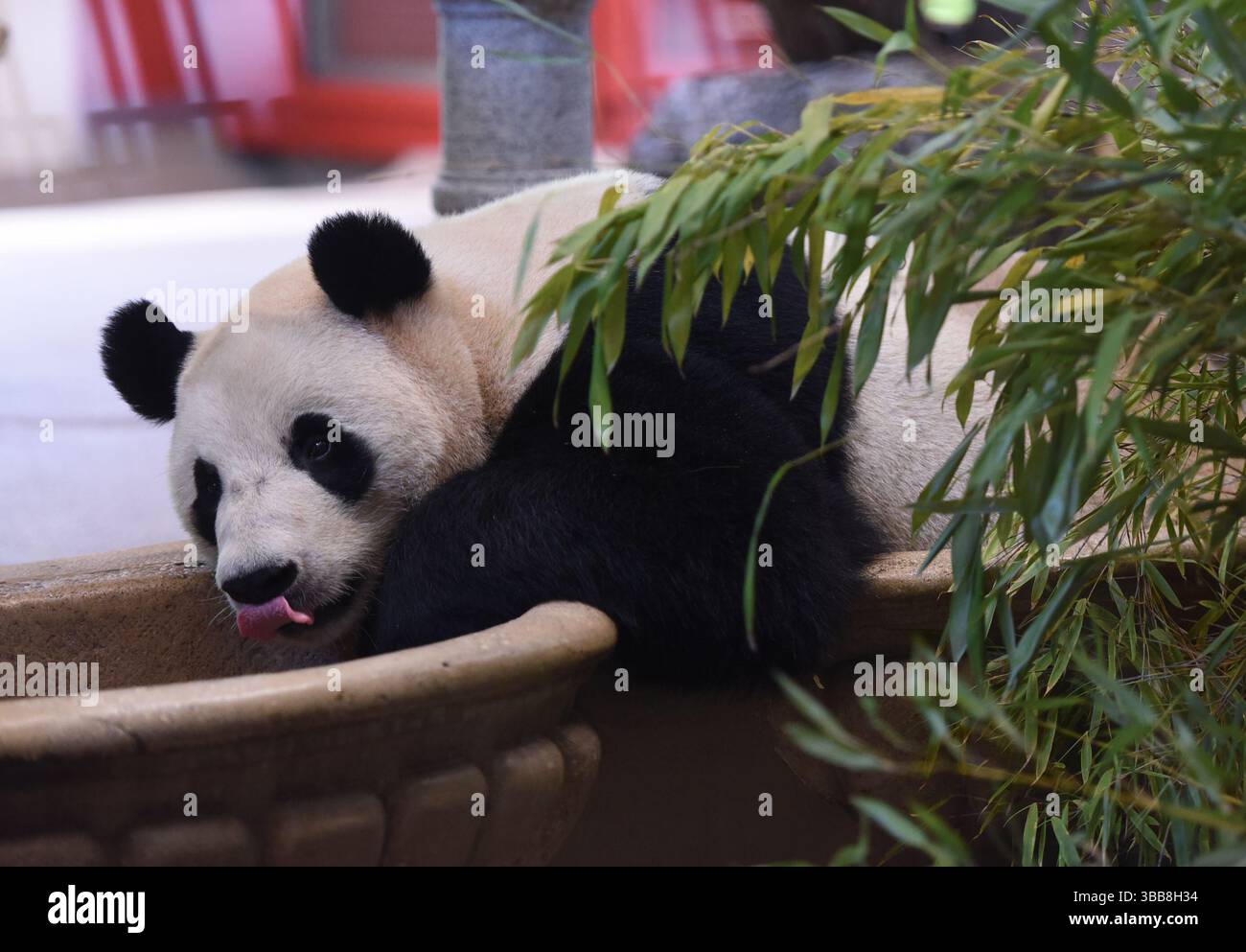 (250515) -- VIENNA, May 15, 2025 (Xinhua) -- This photo taken on May 14 ...