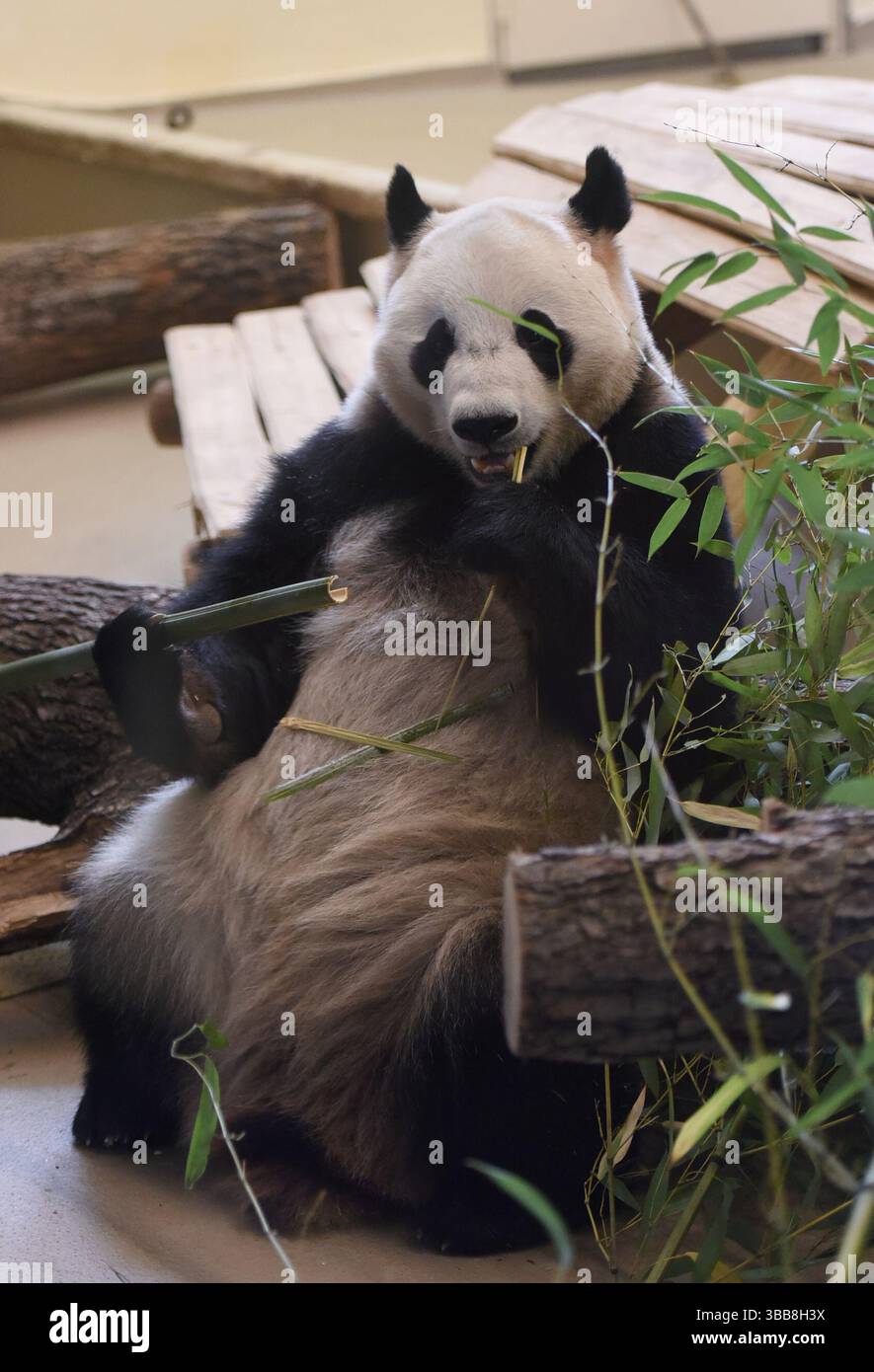 (250515) -- VIENNA, May 15, 2025 (Xinhua) -- This photo taken on May 14 ...