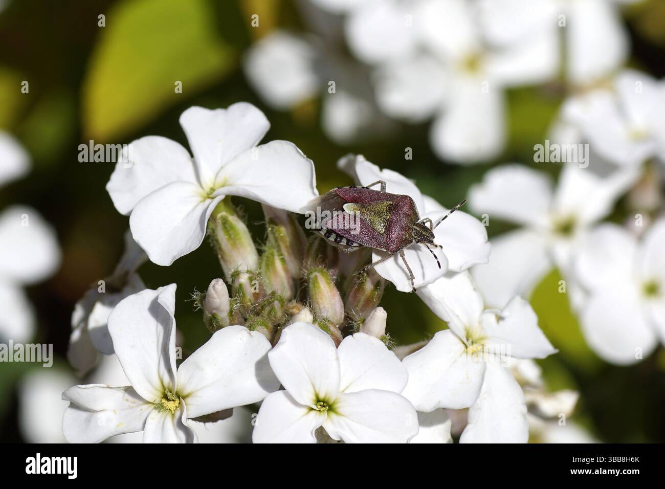 Sloe bug (Dolycoris baccarum), family Pentatomidae on white flowers of ...