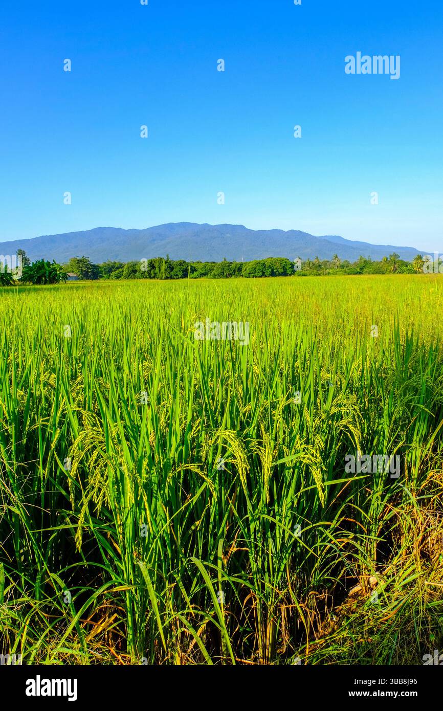 Heavy rice stalks hi-res stock photography and images - Alamy