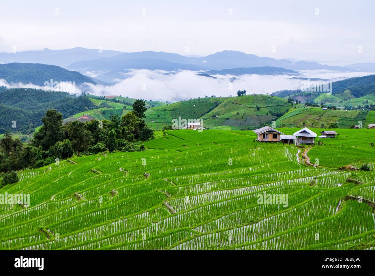 A breathtaking view of the lush green rice terraces in Northern ...