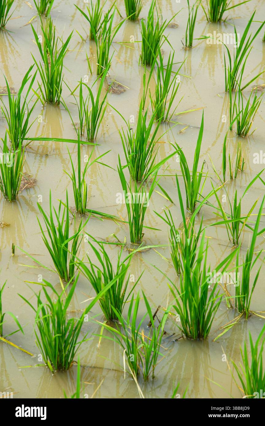 Asian farming methods hi-res stock photography and images - Alamy