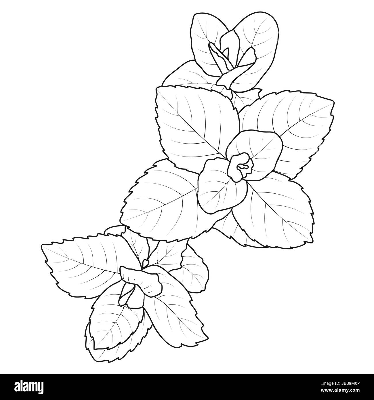 Peppermint Herb Spice Mint Leaves Outline Stock Vector Image & Art - Alamy