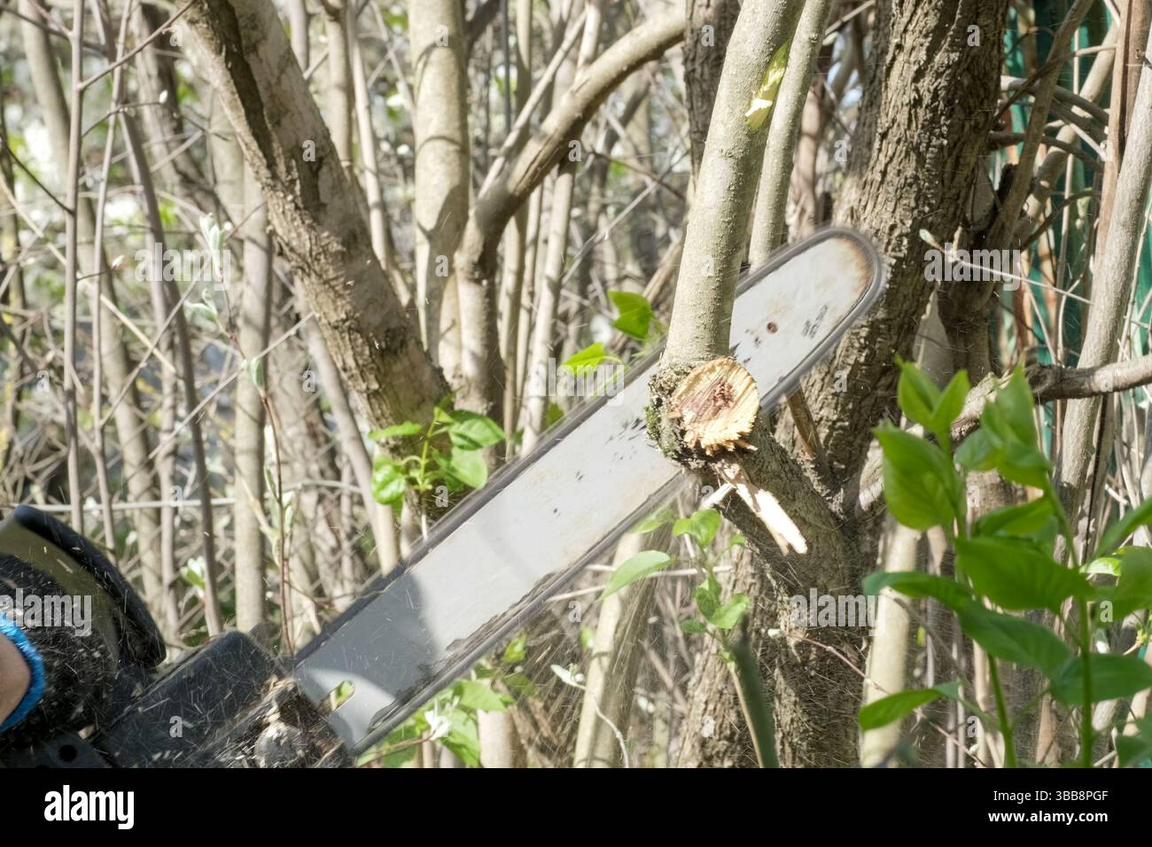 Cutting branch with a chainsaw. Person cuts a tree Stock Photo - Alamy