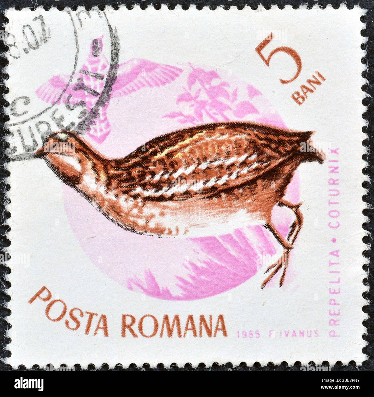 Cancelled postage stamp printed by Romania, that shows Common Quail ...