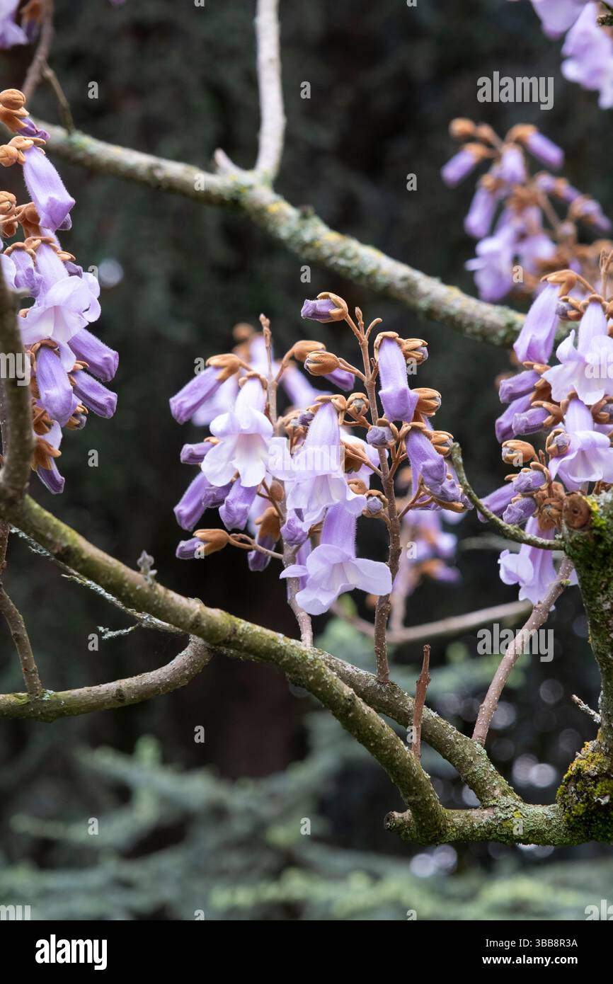 Paulownia tomentosa, princess tree, empress tree, foxglove-tree ...