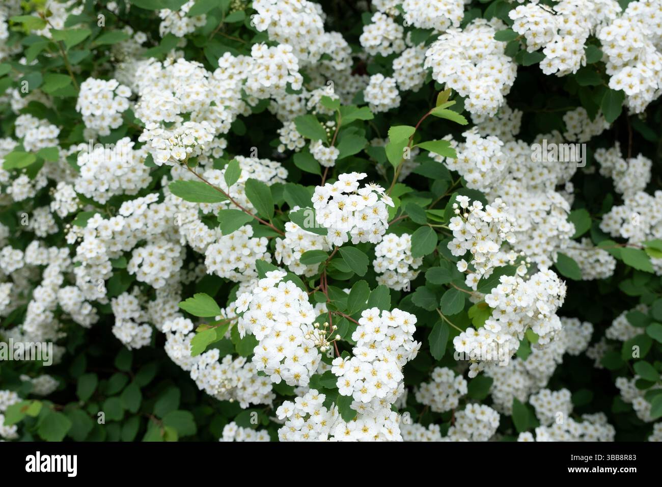 Elm leaf spirea spiraea chamaedryfolia hi-res stock photography and ...