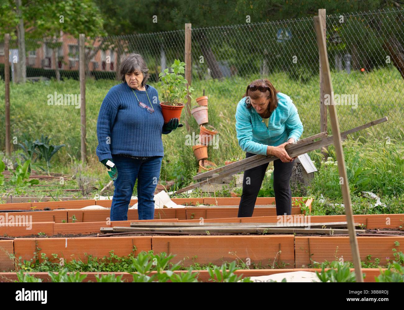Two female gardeners building raised garden beds in a community garden ...
