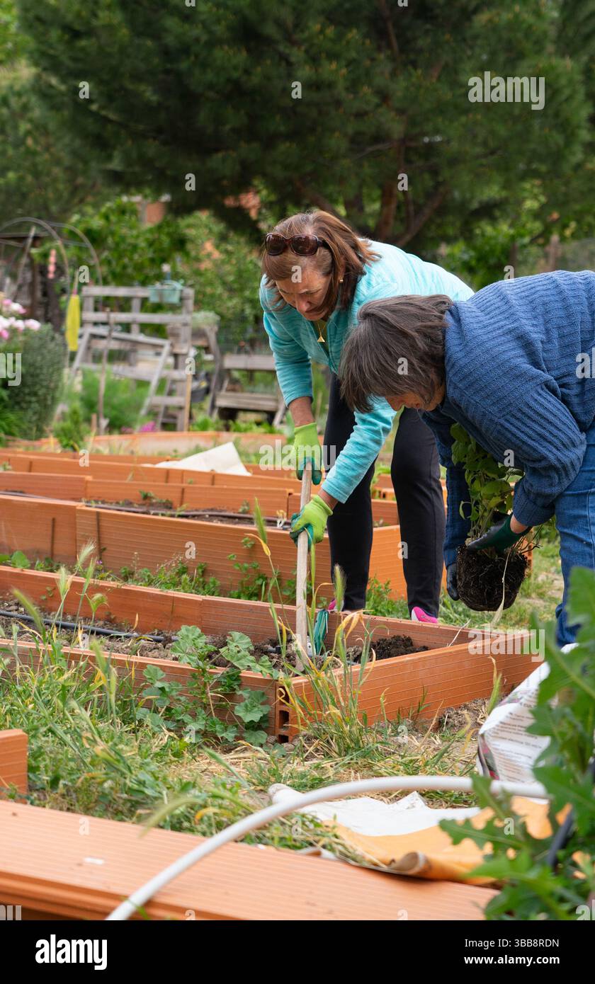 Two women working together planting and tilling the soil in raised ...