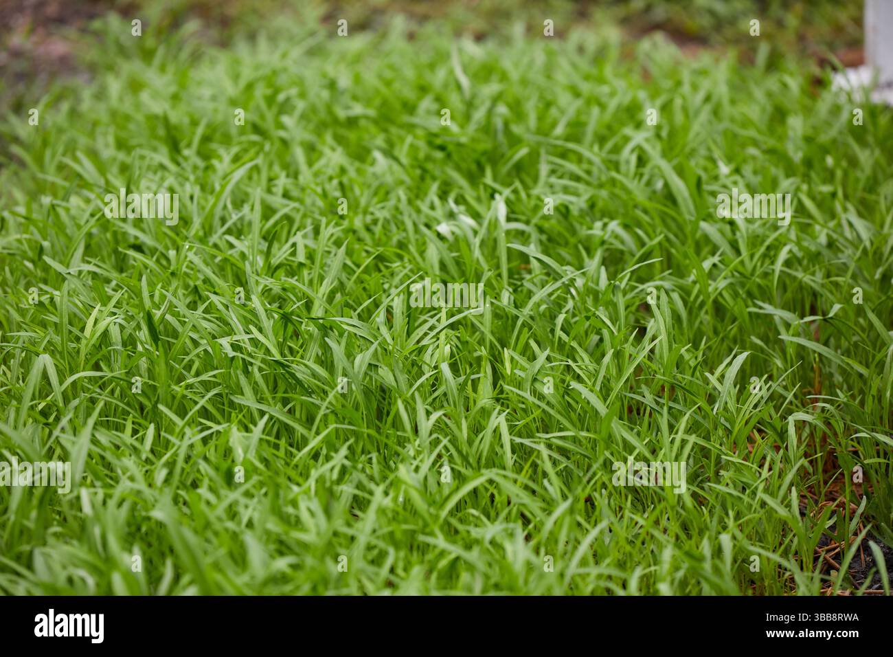 Organic water spinach Seedlings Growing in a Mulched Garden Bed Stock ...