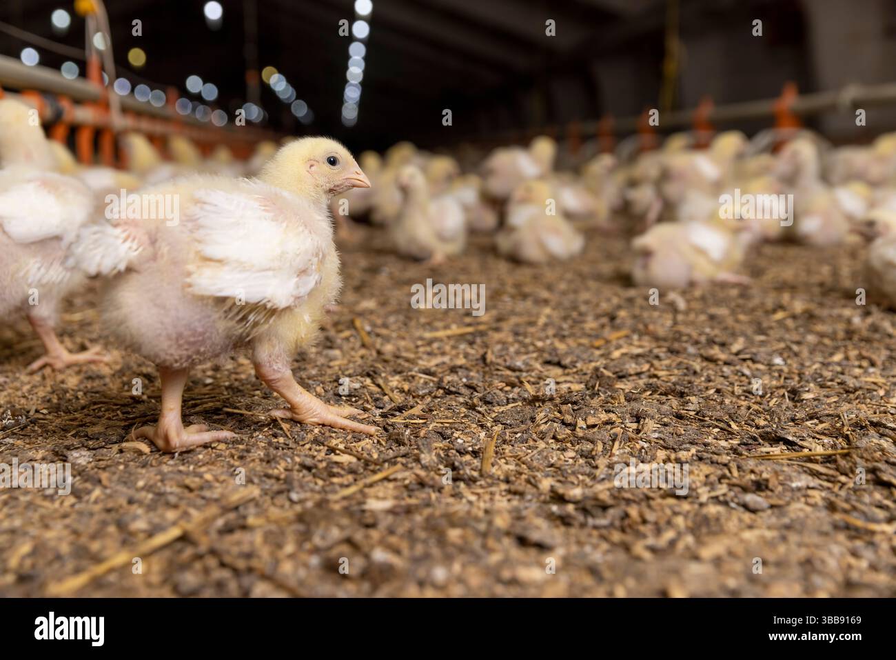 small broiler chickens in a poultry house of a farm for growing meat ...