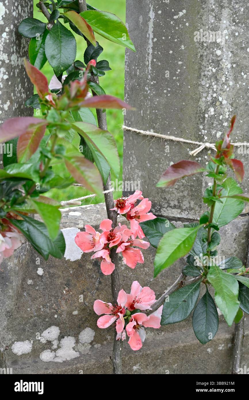 Delicate pink / orange spring flowers of flowering Japanes quince ...