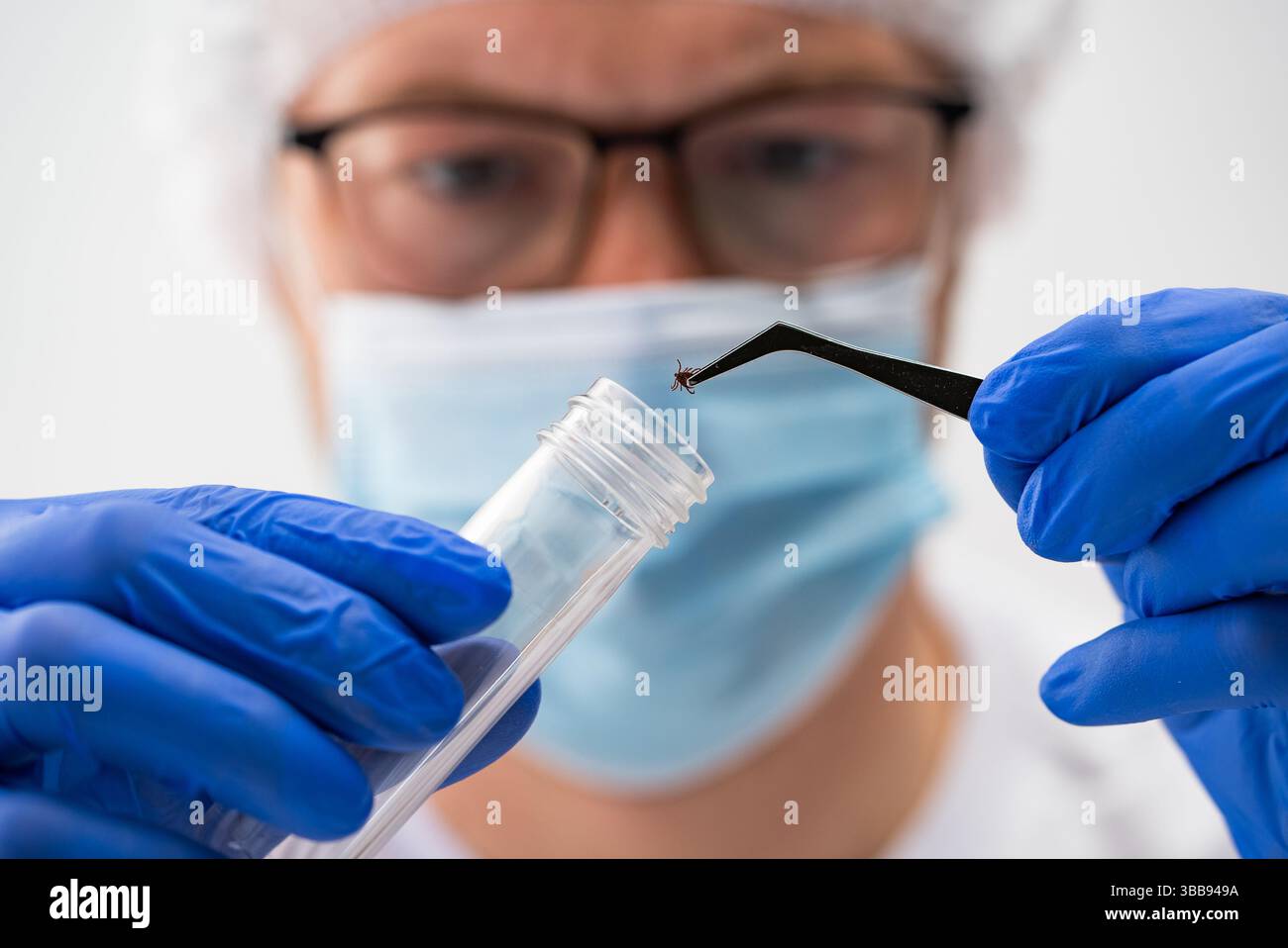 Medical researcher wearing protective gear carefully transferring tick ...