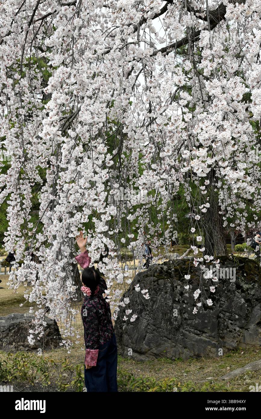 White sakura cherry blossoms at Hanami spring season in Nijo-jo Castle ...