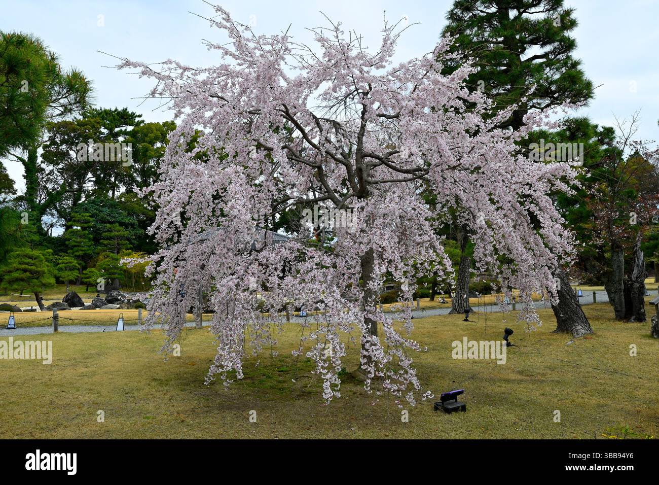 White sakura cherry blossoms at Hanami spring season in Nijo-jo Castle ...