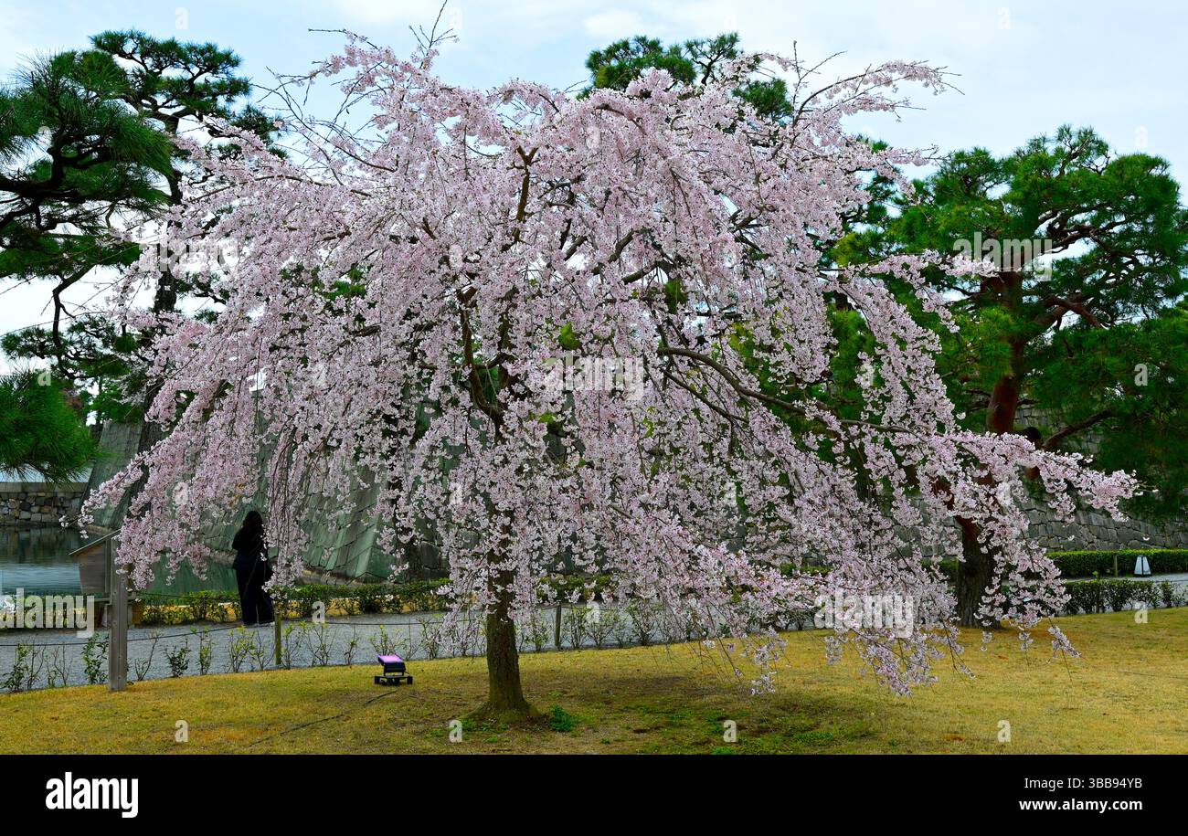 White sakura cherry blossoms at Hanami spring season in Nijo-jo Castle ...