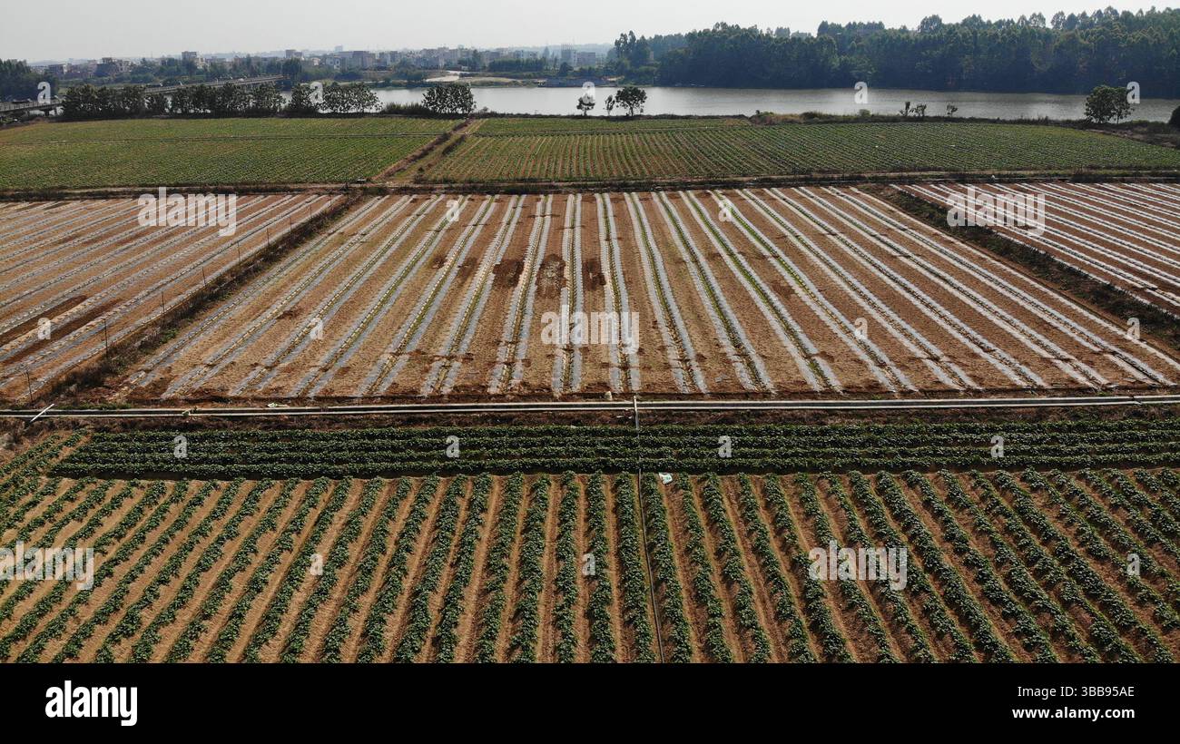 Aerial view planting in hi-res stock photography and images - Alamy
