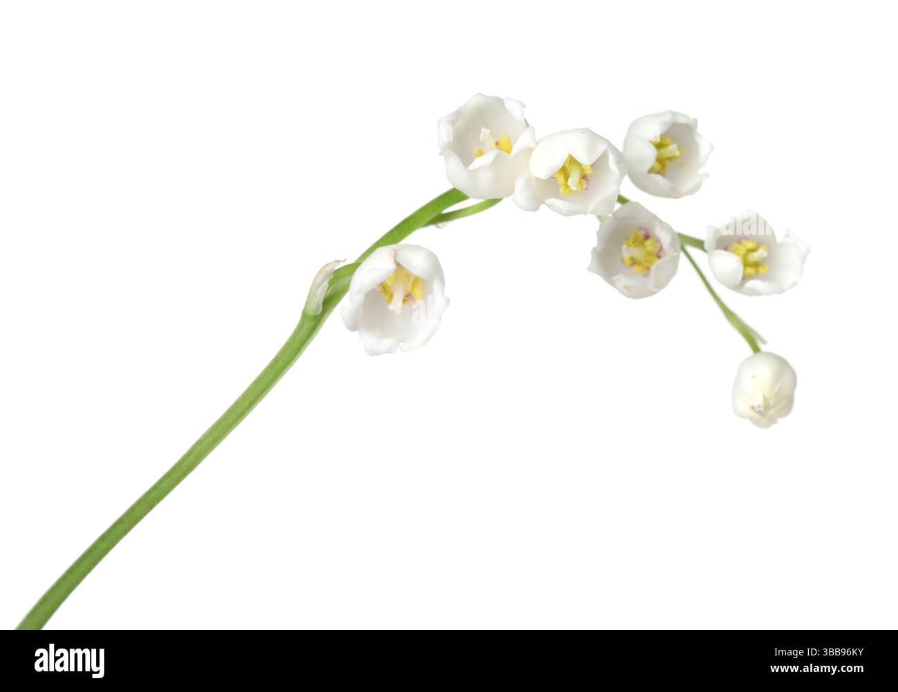Beautiful fragrant lily-of-the-valley flowers isolated on white Stock ...