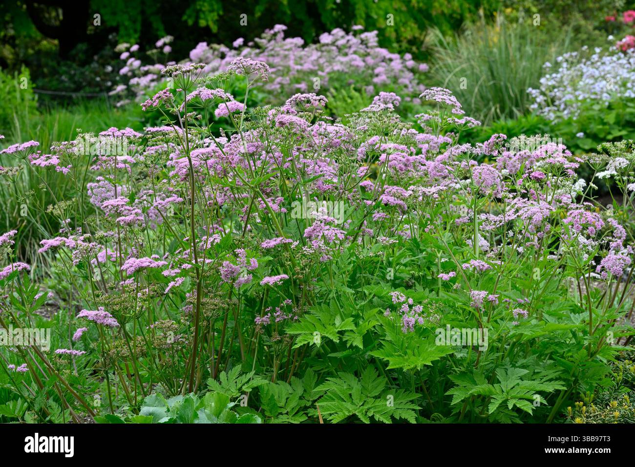Delicate pale pink early summer flowers of Chaerophyllum hirsutum ...