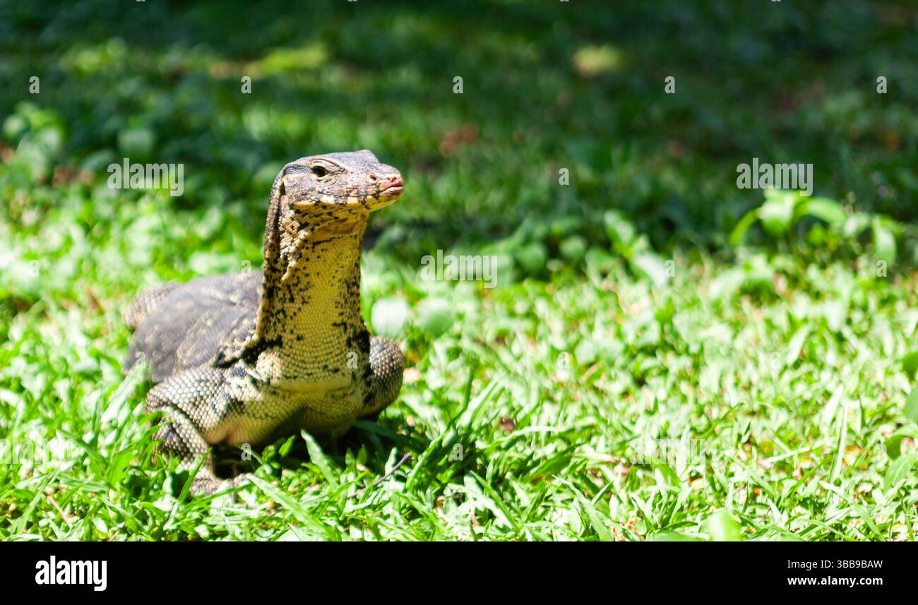 Water monitor lizard in Lumphini park in Thailand. Square image. Close ...