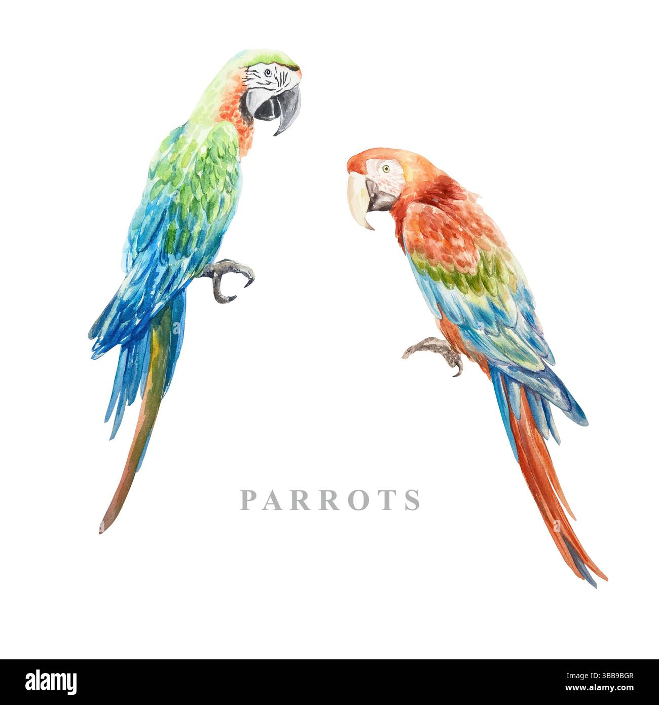 Macaw parrots, blue and red. Sitting exotic birds. Hand drawn ...