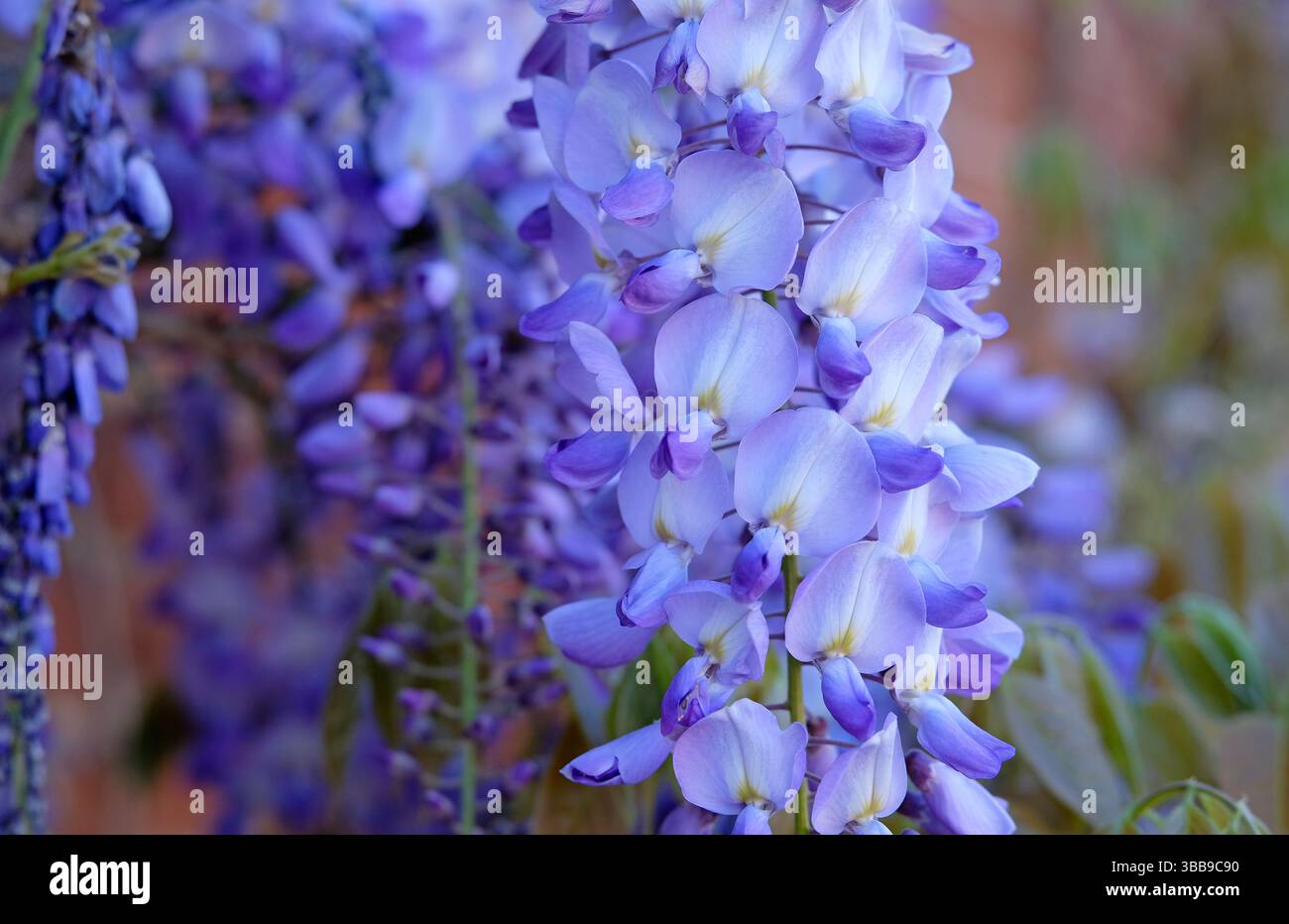 blue wisteria sinensis prolific, norfolk, england Stock Photo - Alamy