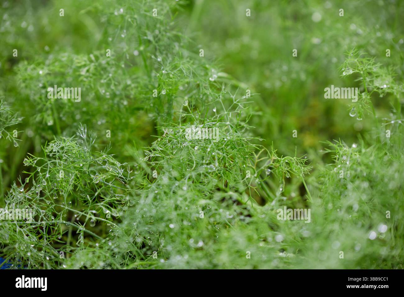 Organic Dill Seedlings Growing in a Mulched Garden Bed Stock Photo - Alamy