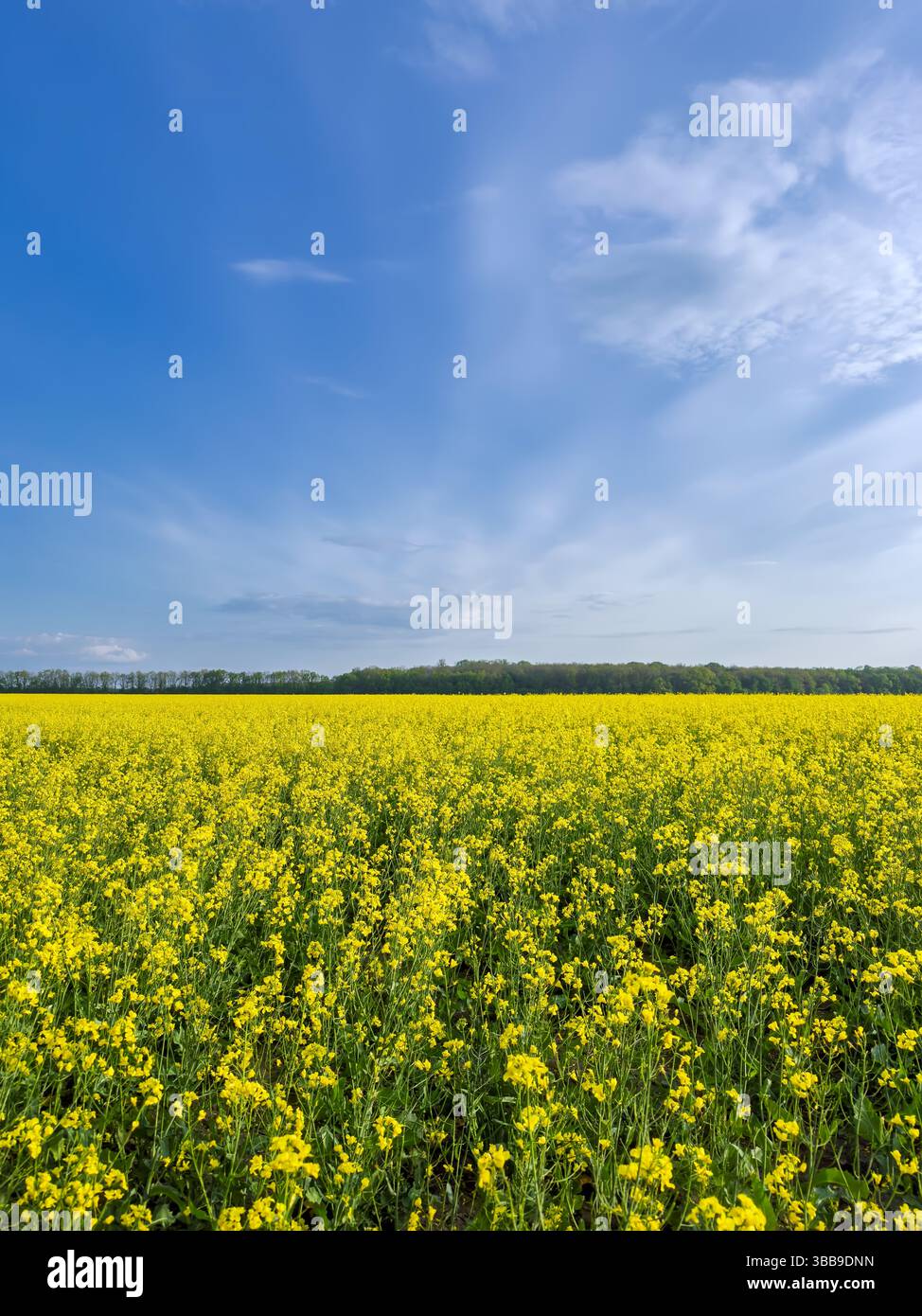 Vast Yellow Rapeseed Field (Brassica napus) in Full Bloom Under a ...