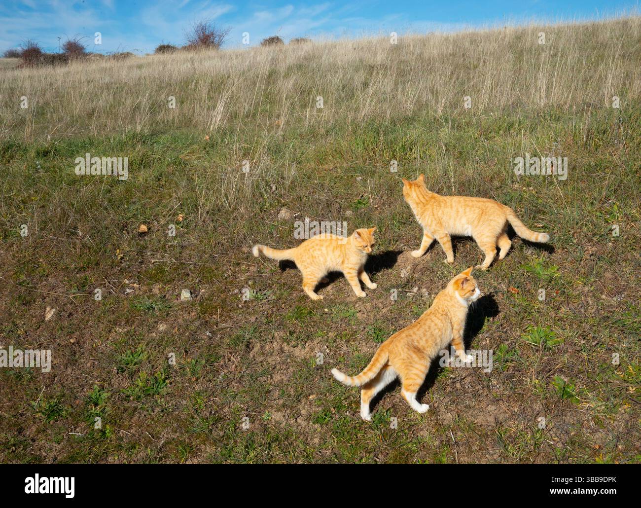 Three cats in the countryside Stock Photo - Alamy