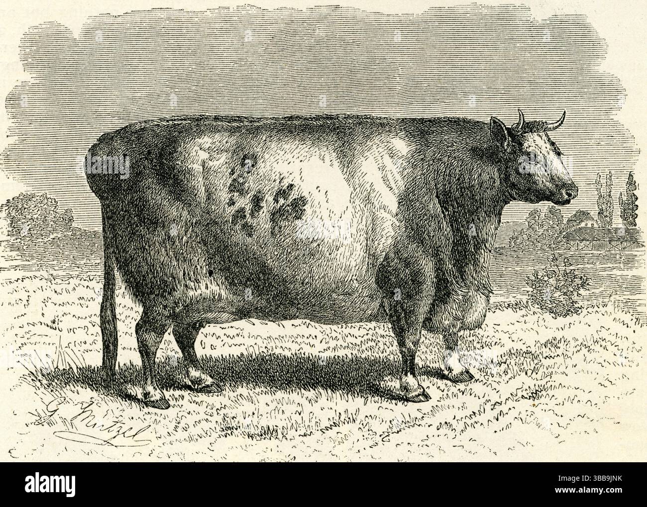 DURHAM OR SHORT-HORN COW ( Bos taurus dunelmensis ) - Durham (Short ...