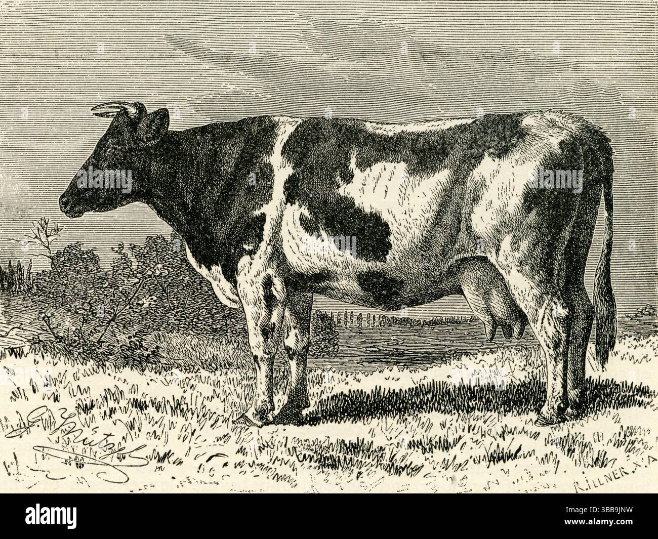 Marsh adapted breed hi-res stock photography and images - Alamy