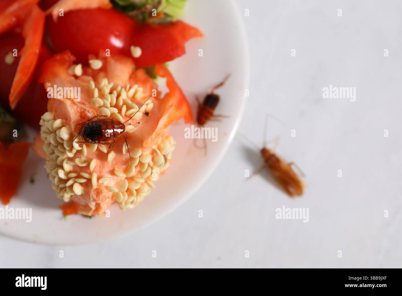 Cockroaches and food leftovers on light table, top view Stock Photo - Alamy