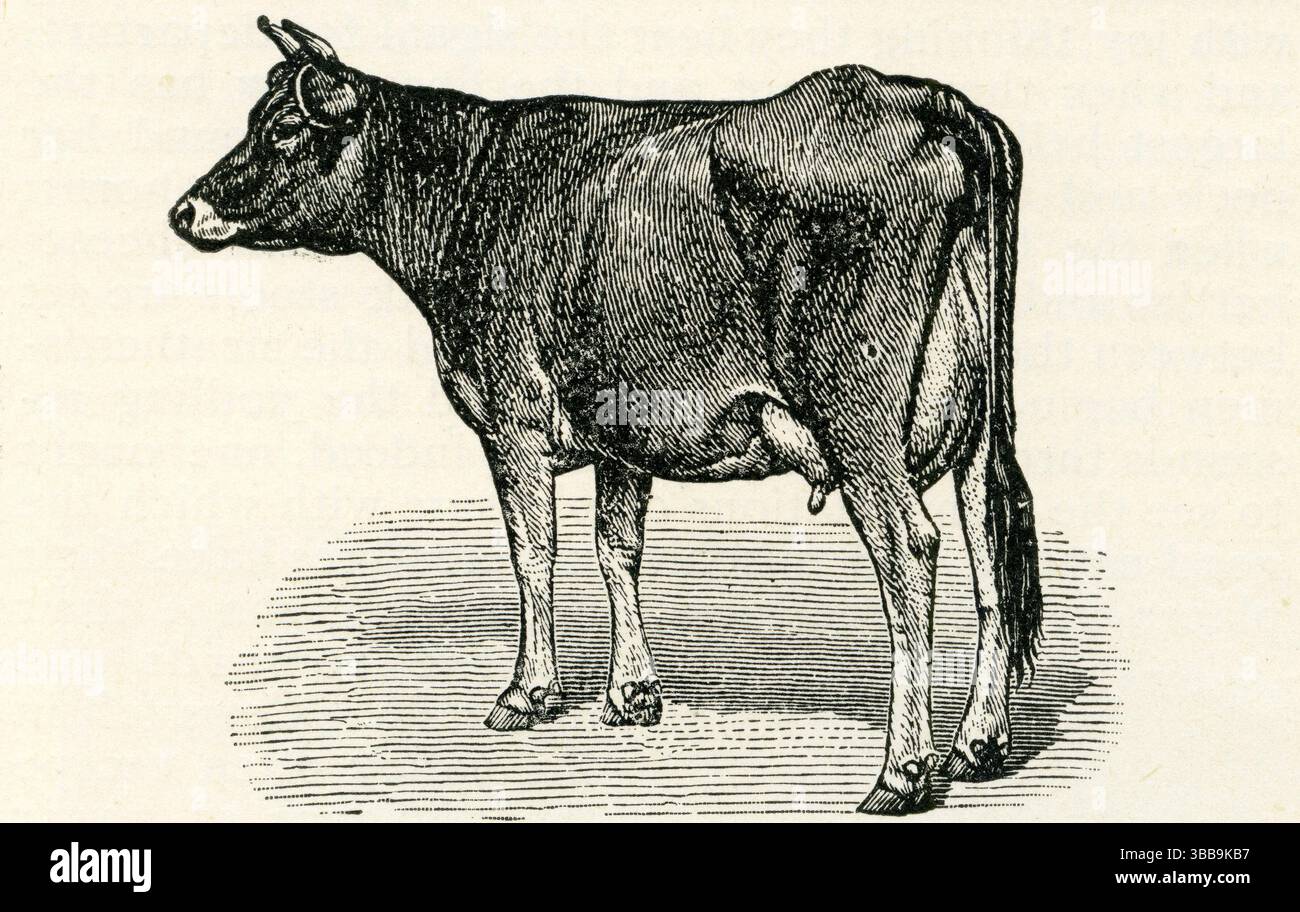 JERSEY COW - Jersey Dairy Cow from British Channel Islands Stock Photo ...